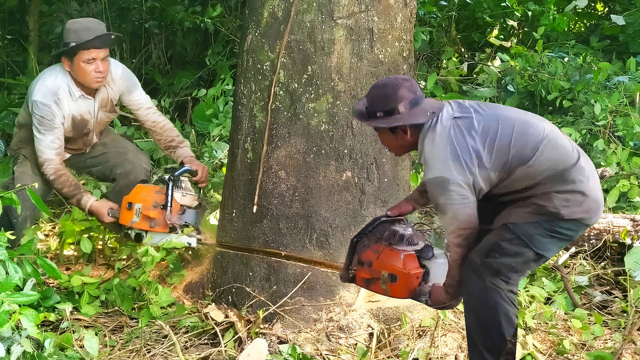 Great Skill Felling Down Heavy Tree! Tree Cutting Down With Chainsaw ...