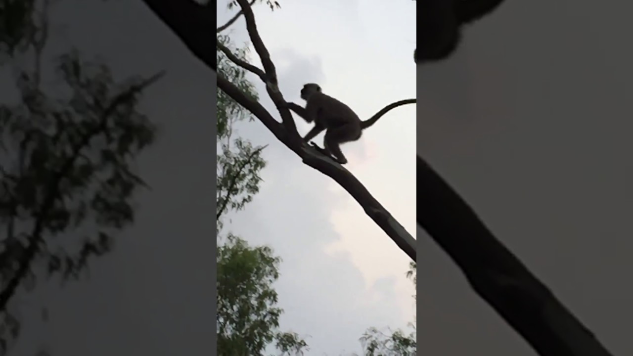 Monkey in Slow motion - YouTube