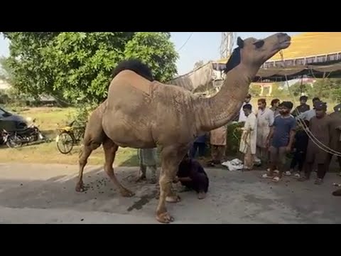 BIGGEST CAMEL OF PAKISTAN QURBANI 2025 | BIG CAMEL QURBANI