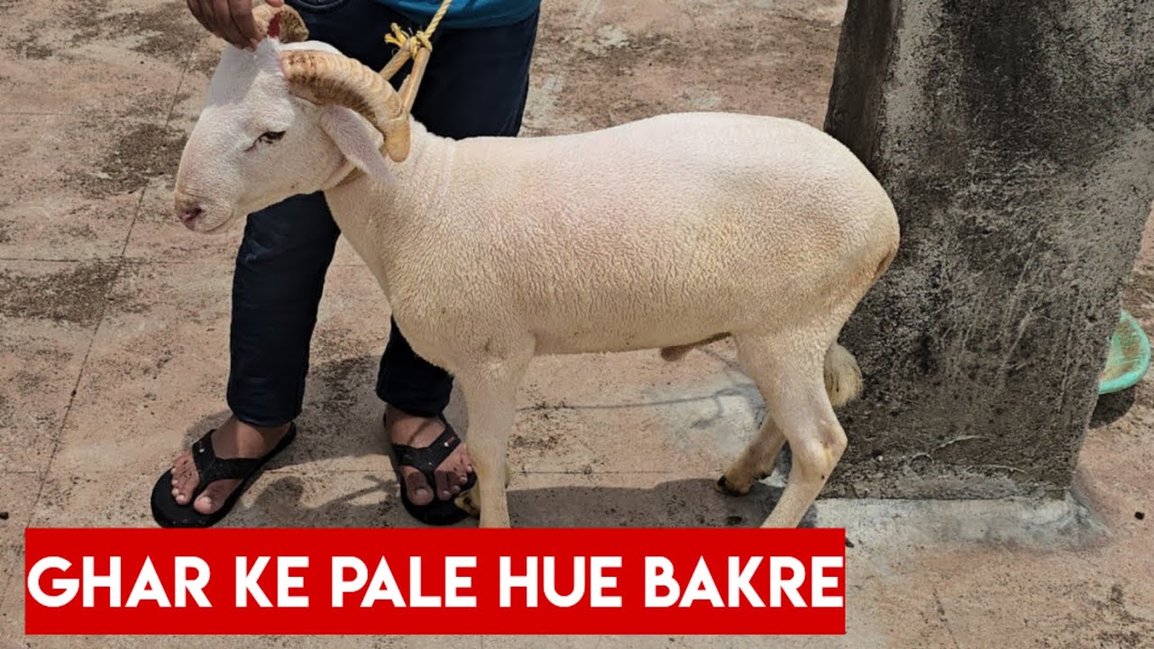 Ghar ke pale hue bakre available in Hyderabad falaknuma | Vilayati ...