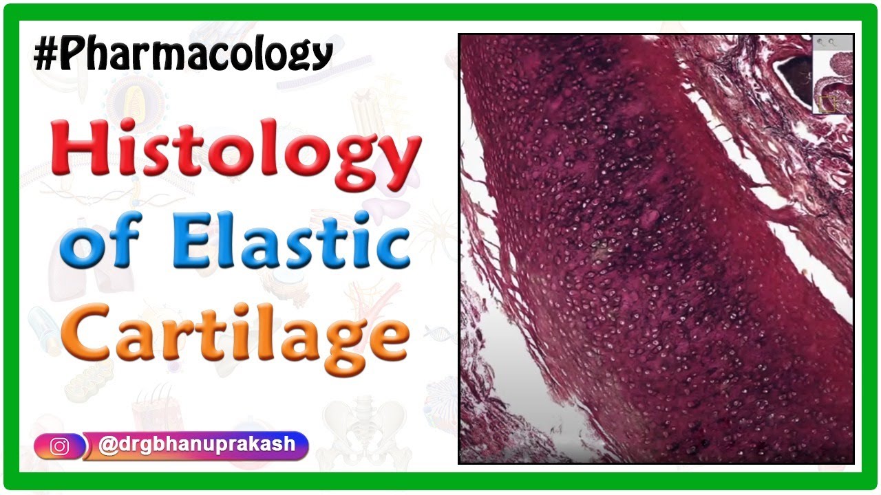 Elastic Cartilage Histology