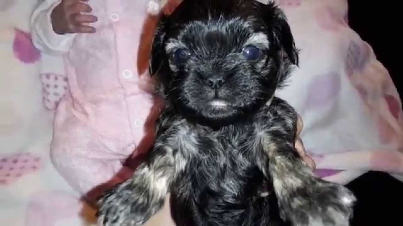 Silicone Britain and the puppies - YouTube