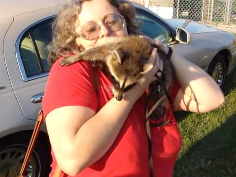 Kissing raccoon - YouTube