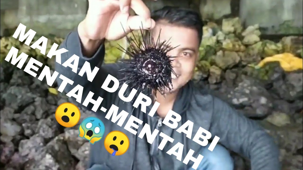 MAKAN DURI BABI LAUT HITAM MENTAH-MENTAH - YouTube