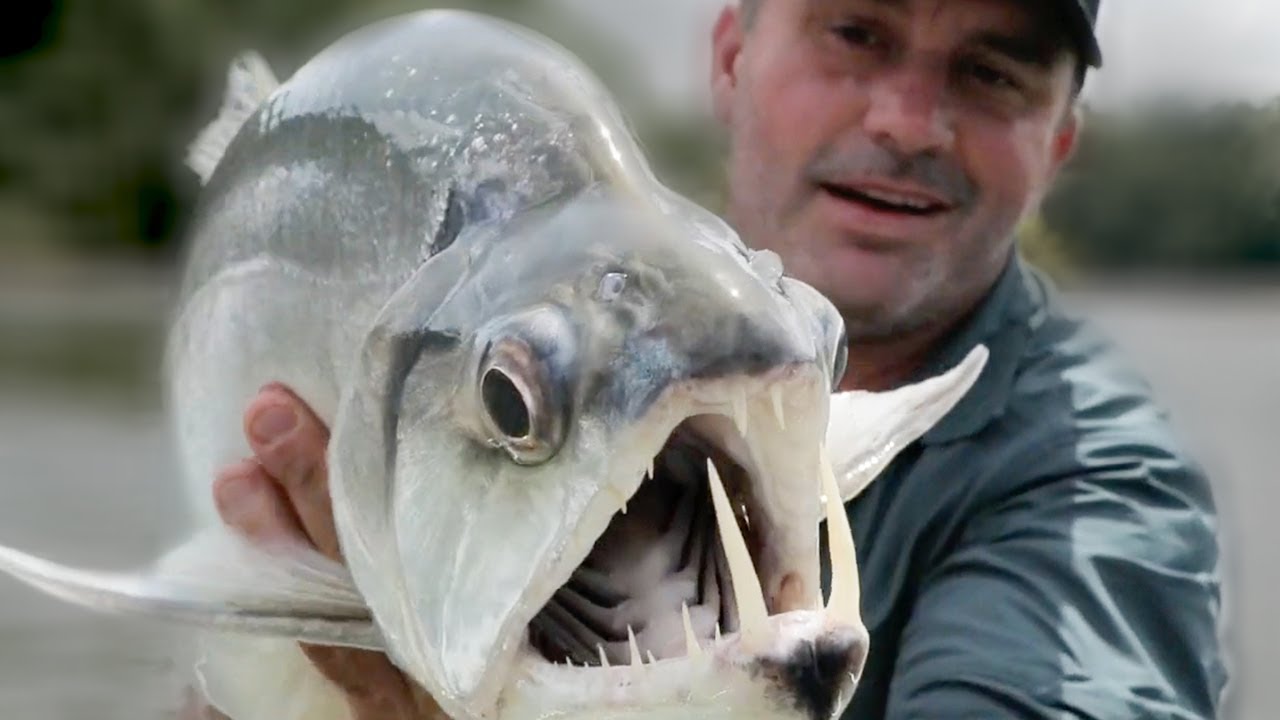 LE POISSON LE PLUS EFFRAYANT DU MONDE ? - Cyril Chauquet - YouTube