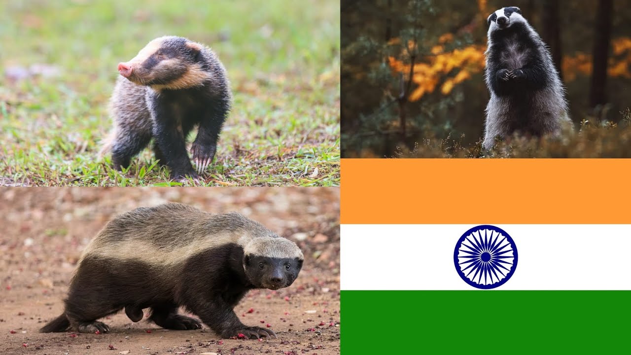 Different Types Of Badger Species In India 🇮🇳 - YouTube