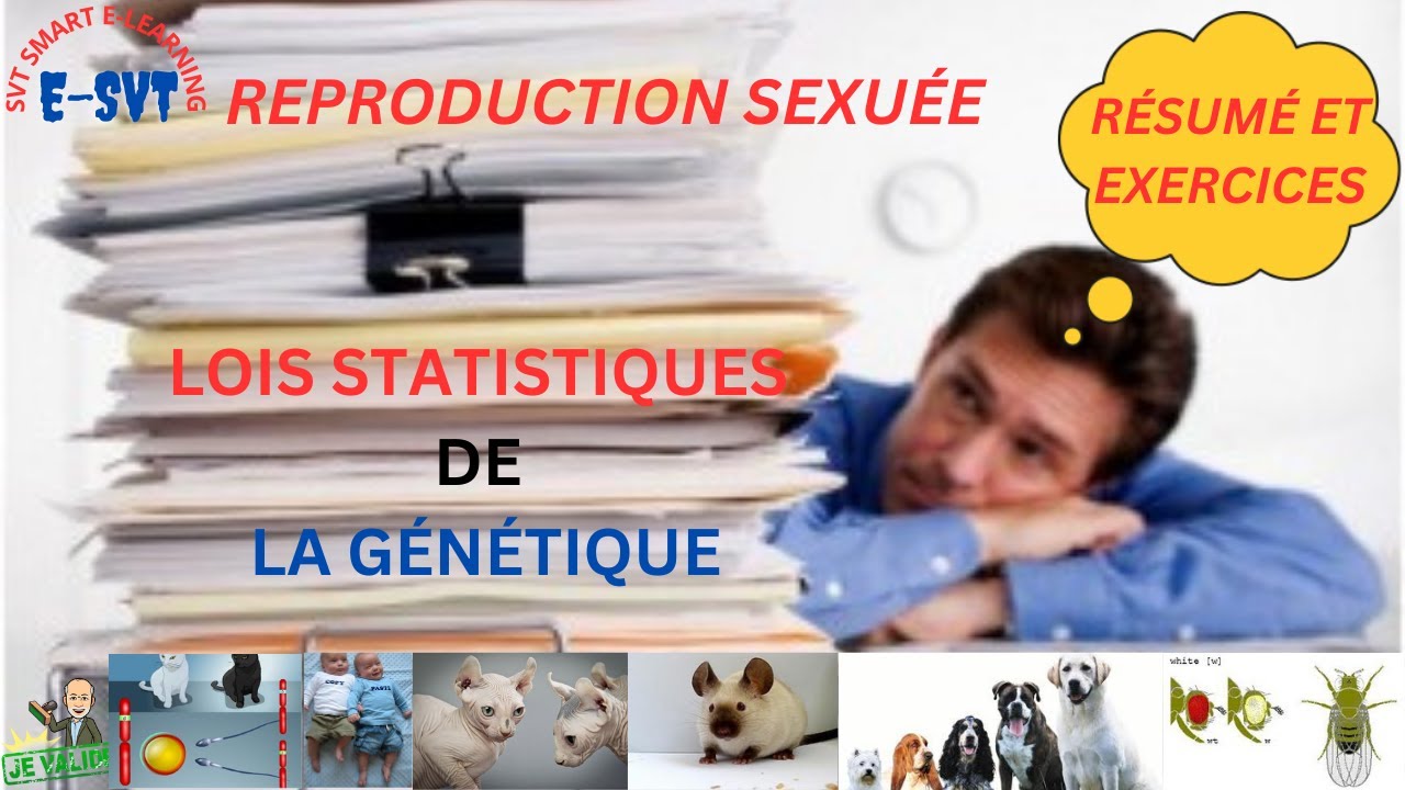 Génétique formelle / Résumé et exercices - YouTube
