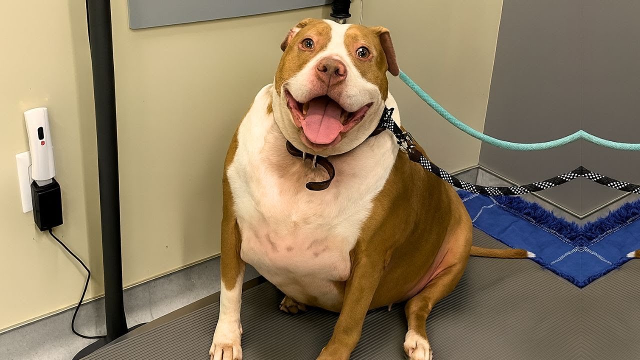 Overweight Pittie Lost 50 Pounds and His Reaction Will Break You - YouTube