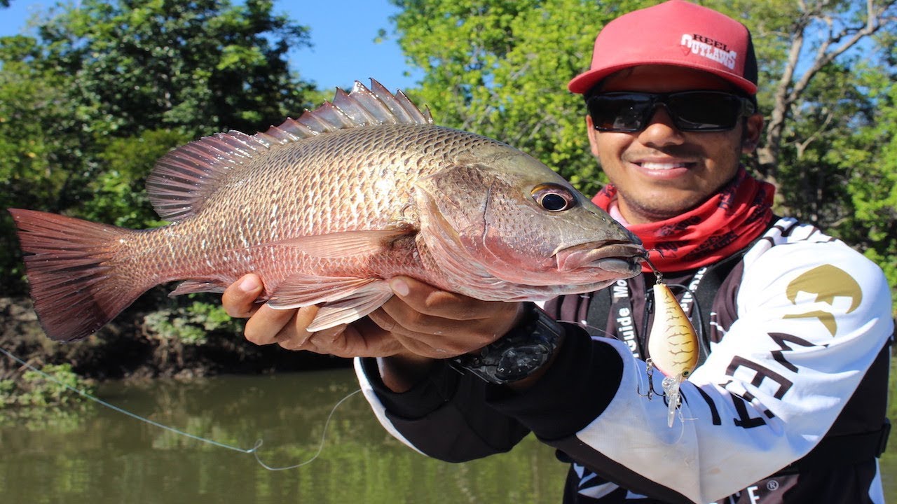 EXPLORING NEW WATER FOR BIG MANGROVE JACKS - MY TOP 5 MANGROVE JACK ...
