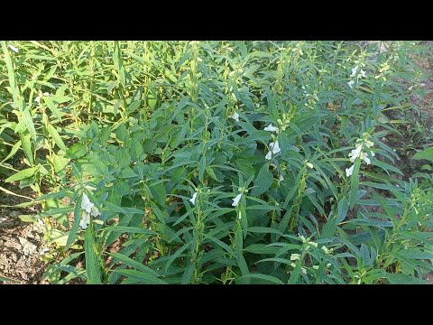 Seasome Farm beautiful View 🌿| तिलका खेत | તલનું ખેતર #farming #automobile #nature