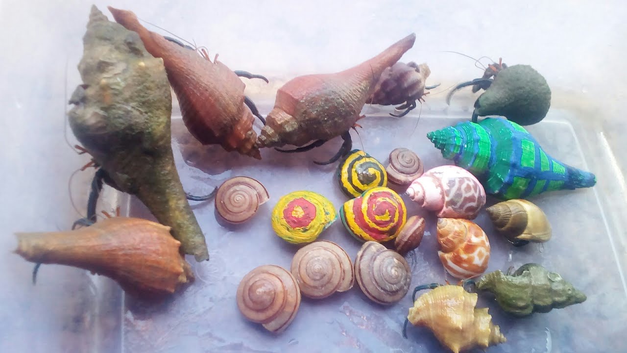 berburu siput!!!menemukan kelomang laut.siput gepeng.flat snails.snails ...