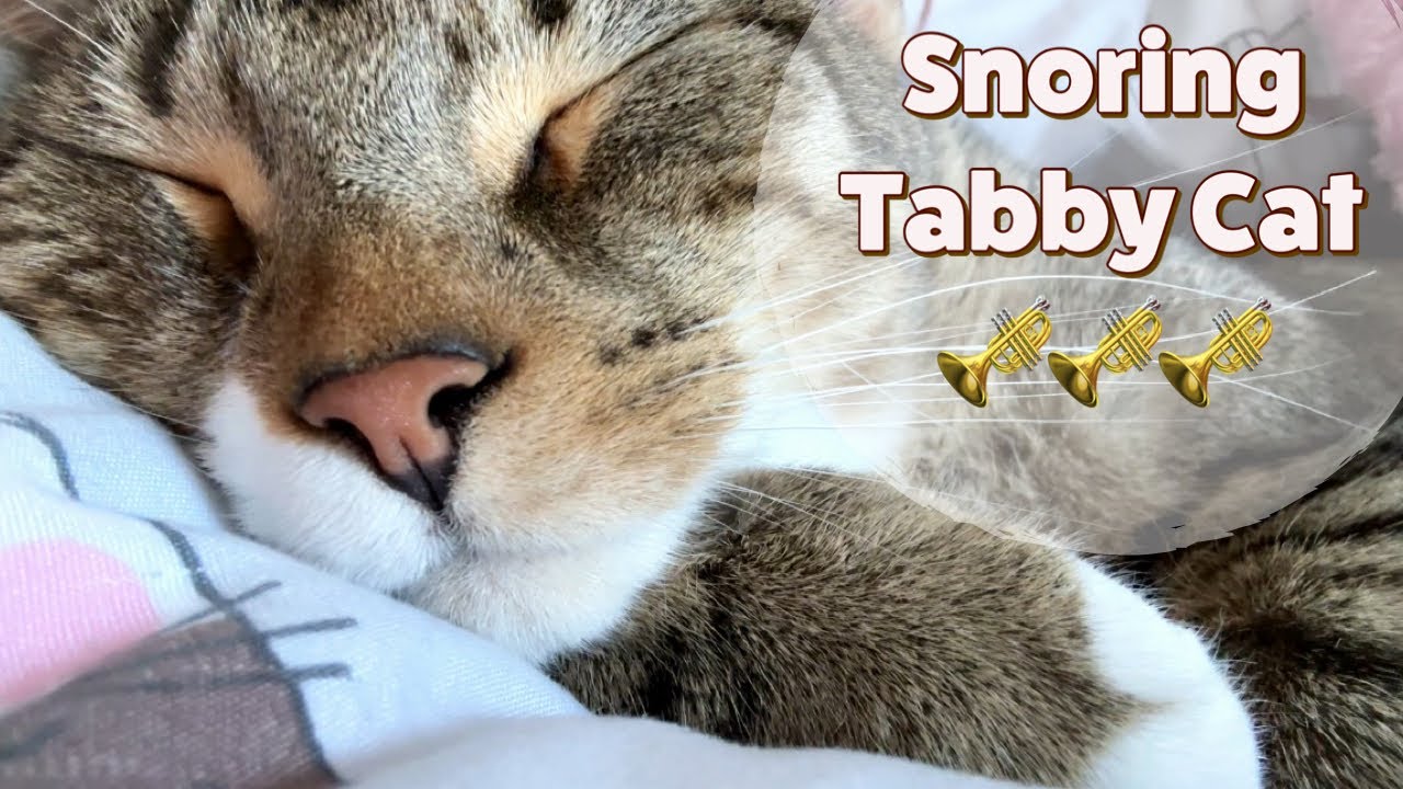 Snoring cat sounds like a mini asmr trumpet! Listen! 😻💤 - YouTube