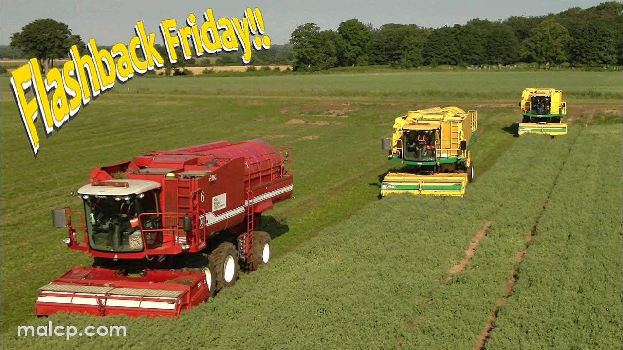 4k FF35: Pea harvest in Suffolk - Anglian Pea Growers vining peas with ...