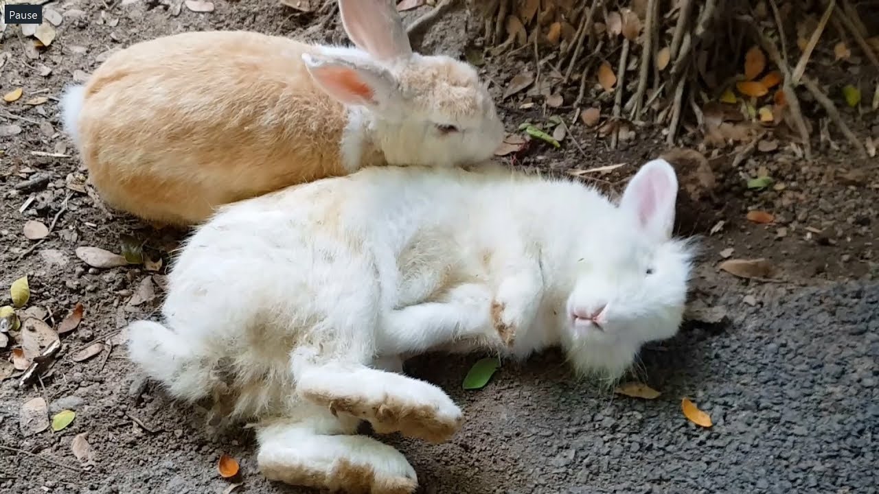 🐰 Lapinous tous mignons en liberté - YouTube