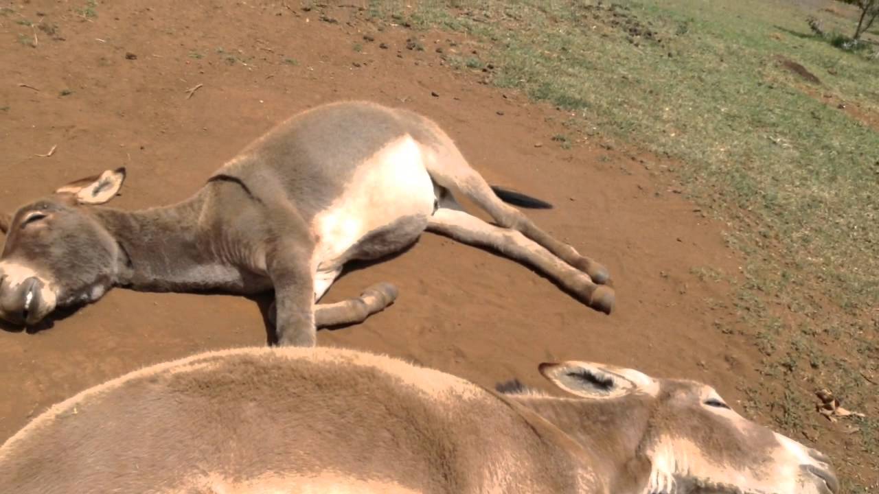 Twenty hours and tired donkeys - YouTube