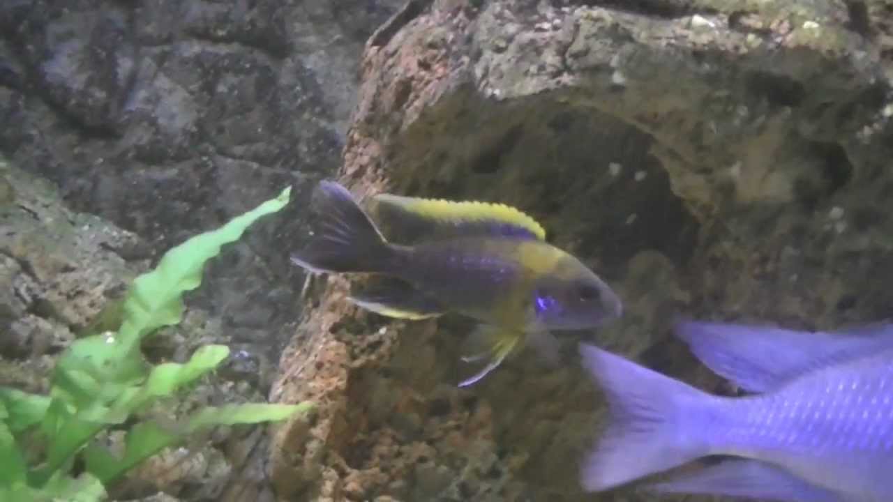 Lwanda Peacock - Aulonocara sp. Lwanda - YouTube