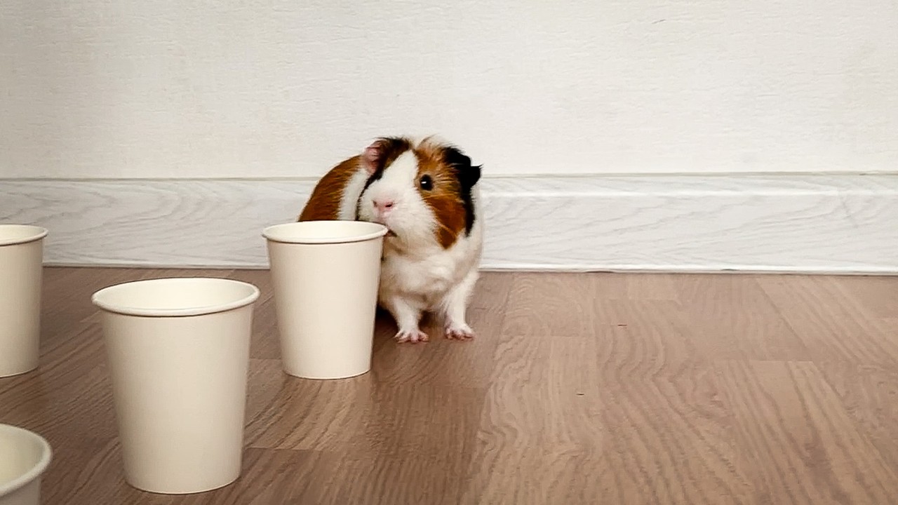 Hidden Treats Challenge. You Won't Believe Who Eats Them All! - YouTube