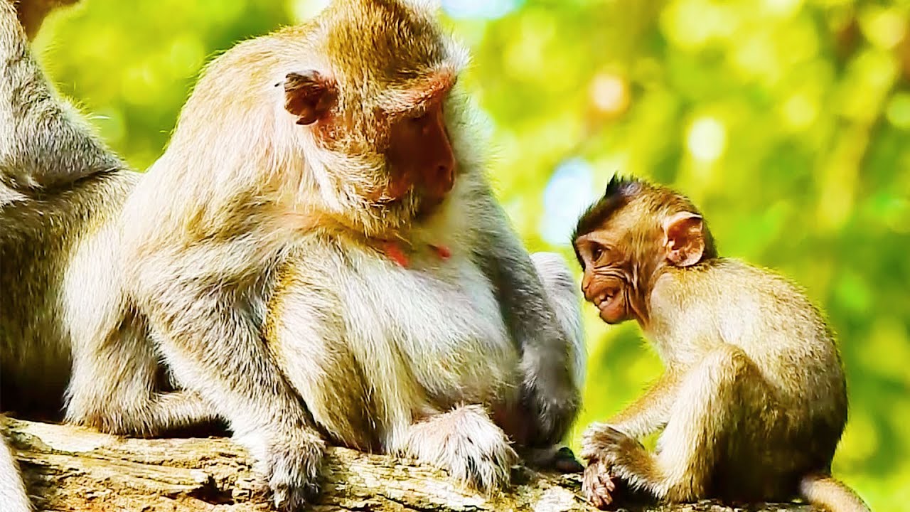 Terrible Angry-Basil Monkey Try All The Best Way To Get Milk, But ...