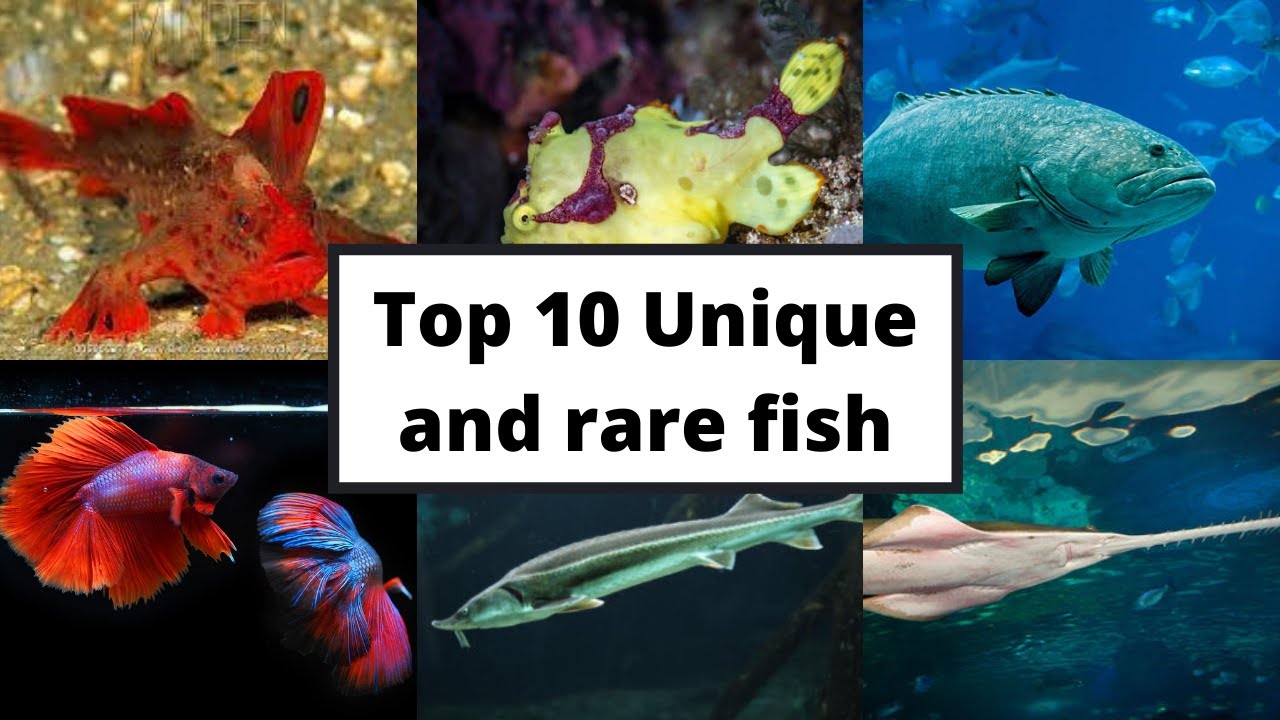 Most Rare Fish In The World