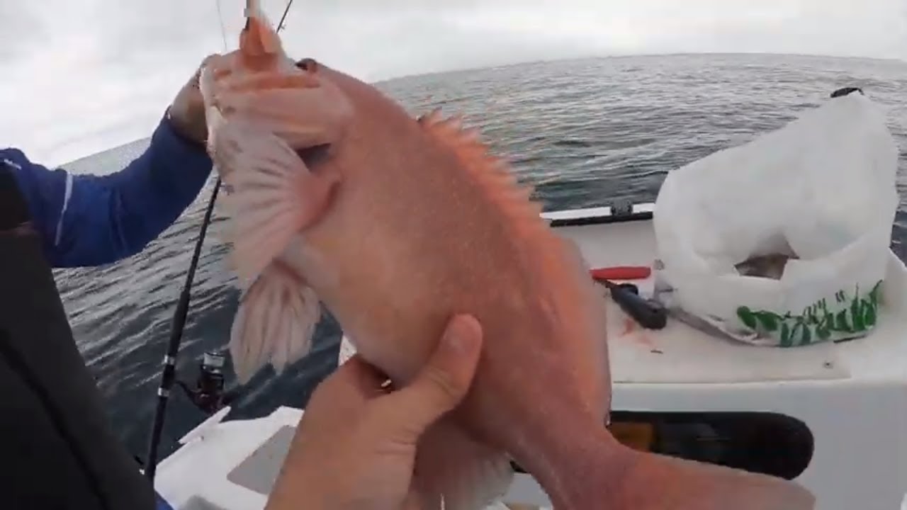 Fishing for DHUFISH off PERTH WA - Breaksea Cod, Baldchin Groper ...