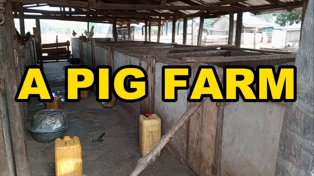 The Size of My Pig Farm & How I Produce 60 Pigs a Year - YouTube