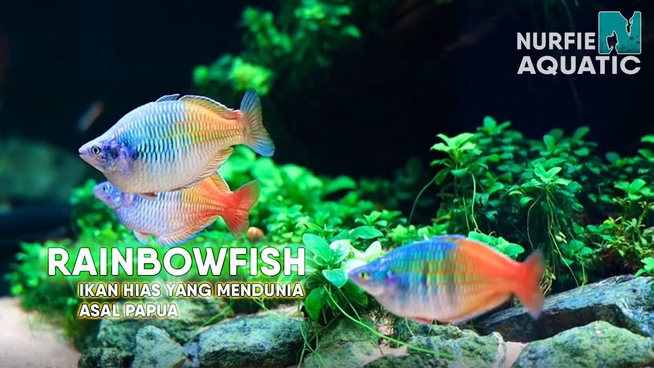 RainbowFish (ikan pelangi) | Si Ikan Hias Asal Papua Yang Mendunia ...