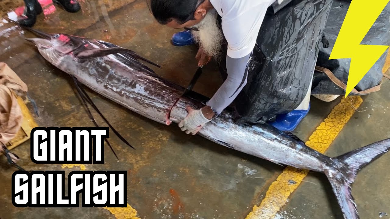 Sailfish Filleting Mastery | Expert Techniques for Clean Cuts and ...