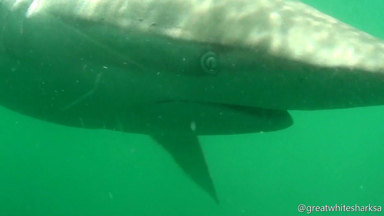 CHEEKY BRONZE WHALER SHARK - YouTube