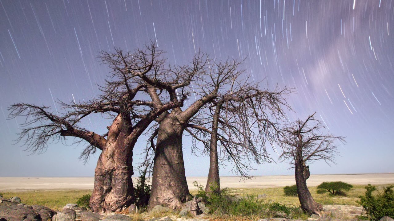 African Baobab Tree - YouTube