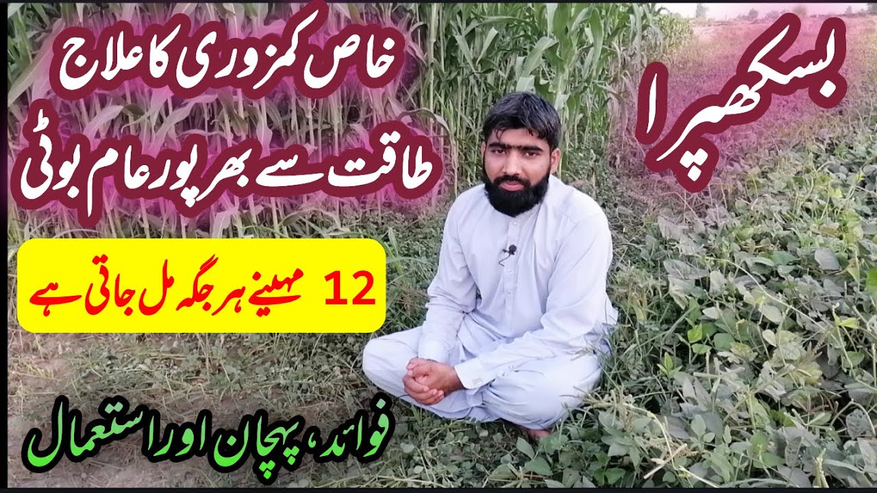 biskhapra kia ha | mardana kamzori ka ilaj | hk sajid farooqi | اٹ سٹ ...