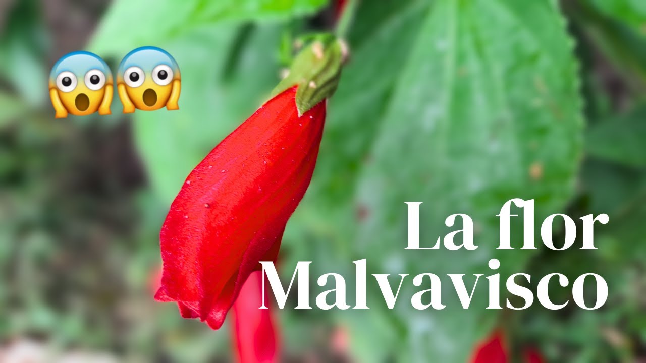 MALVAVISCO 🍡¿Conoce ESTA increíble PLANTA?🌳 - YouTube