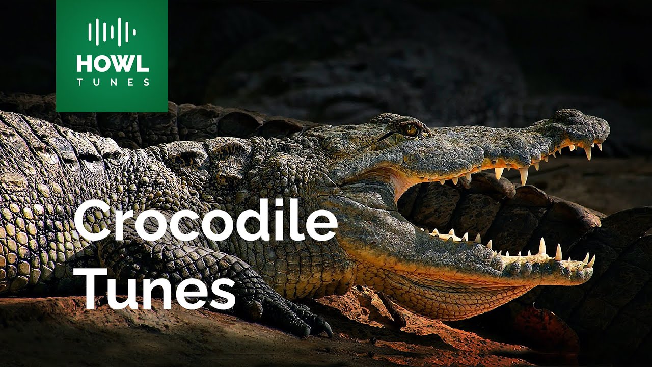 Crocodile Sounds: Hear the Roars and Growls of the Mighty Croc - YouTube
