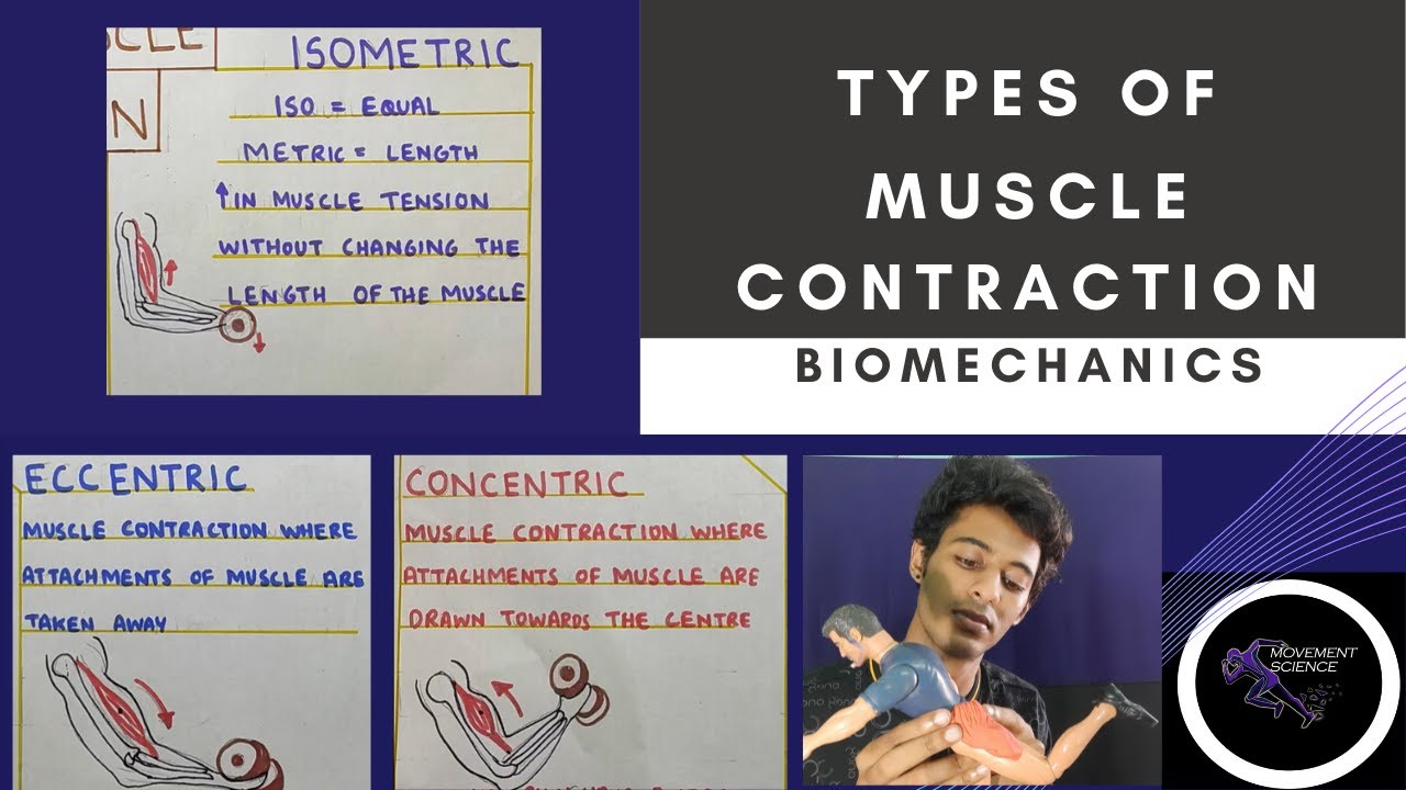 TYPES OF MUSCLE CONTRACTION (Biomechanics Core concepts)Physiotherapy ...