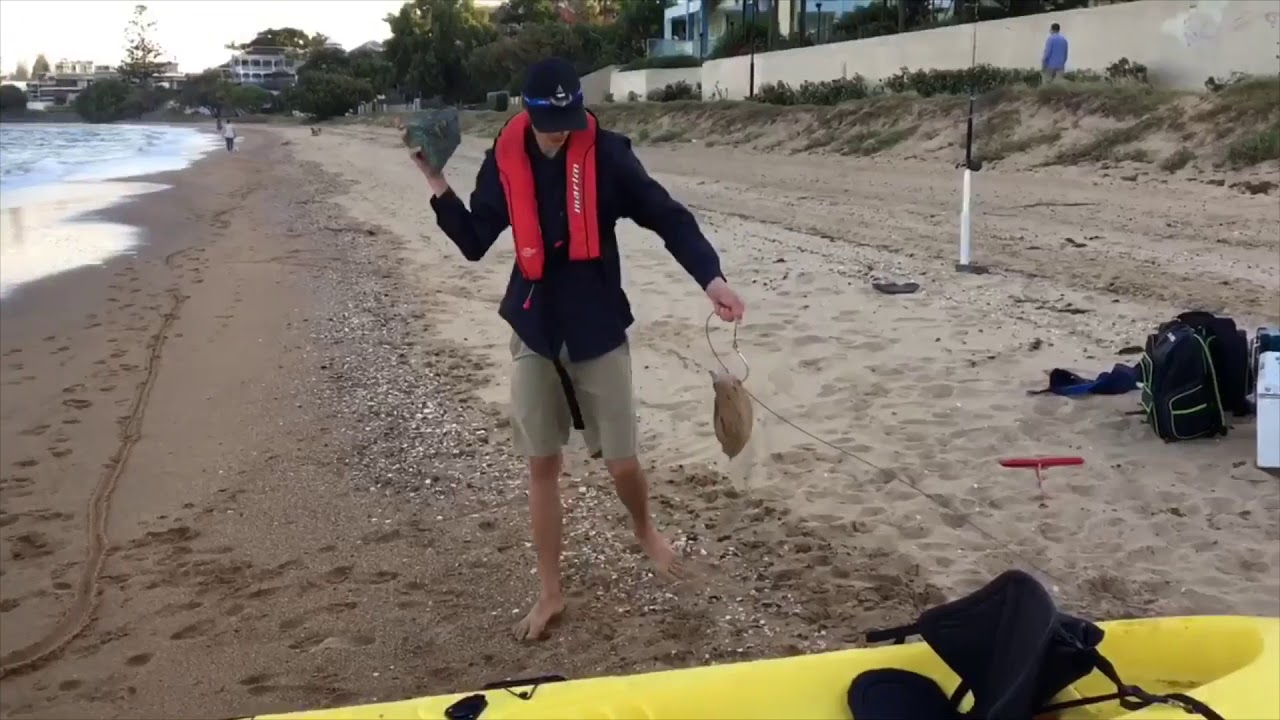 Bull shark caught Brisbane - YouTube