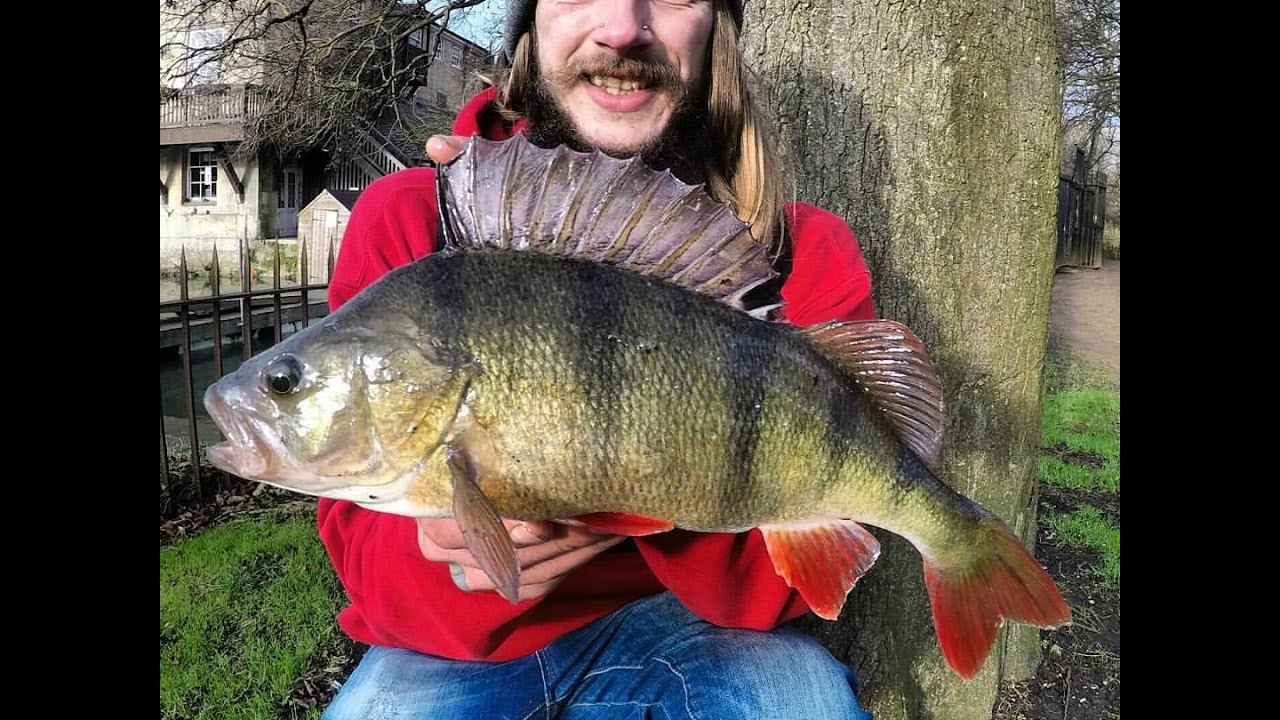 MONSTER PERCH! - YouTube