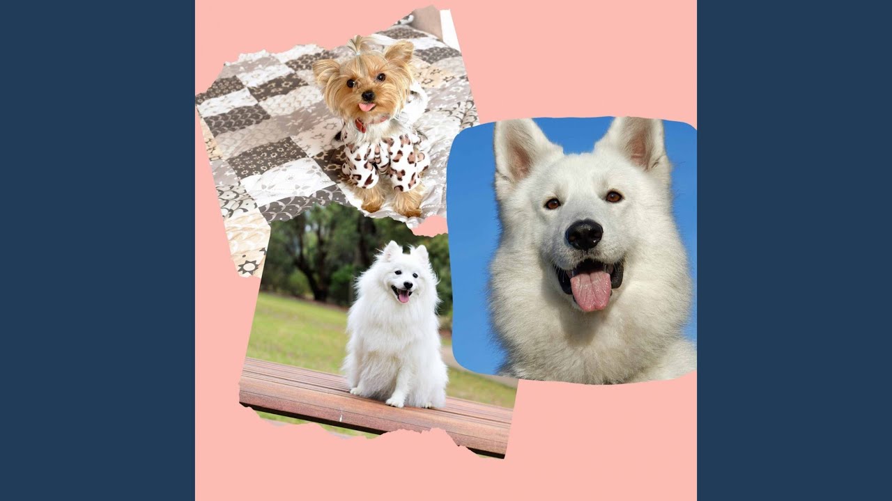 Energetic Splendid Dogs - YouTube