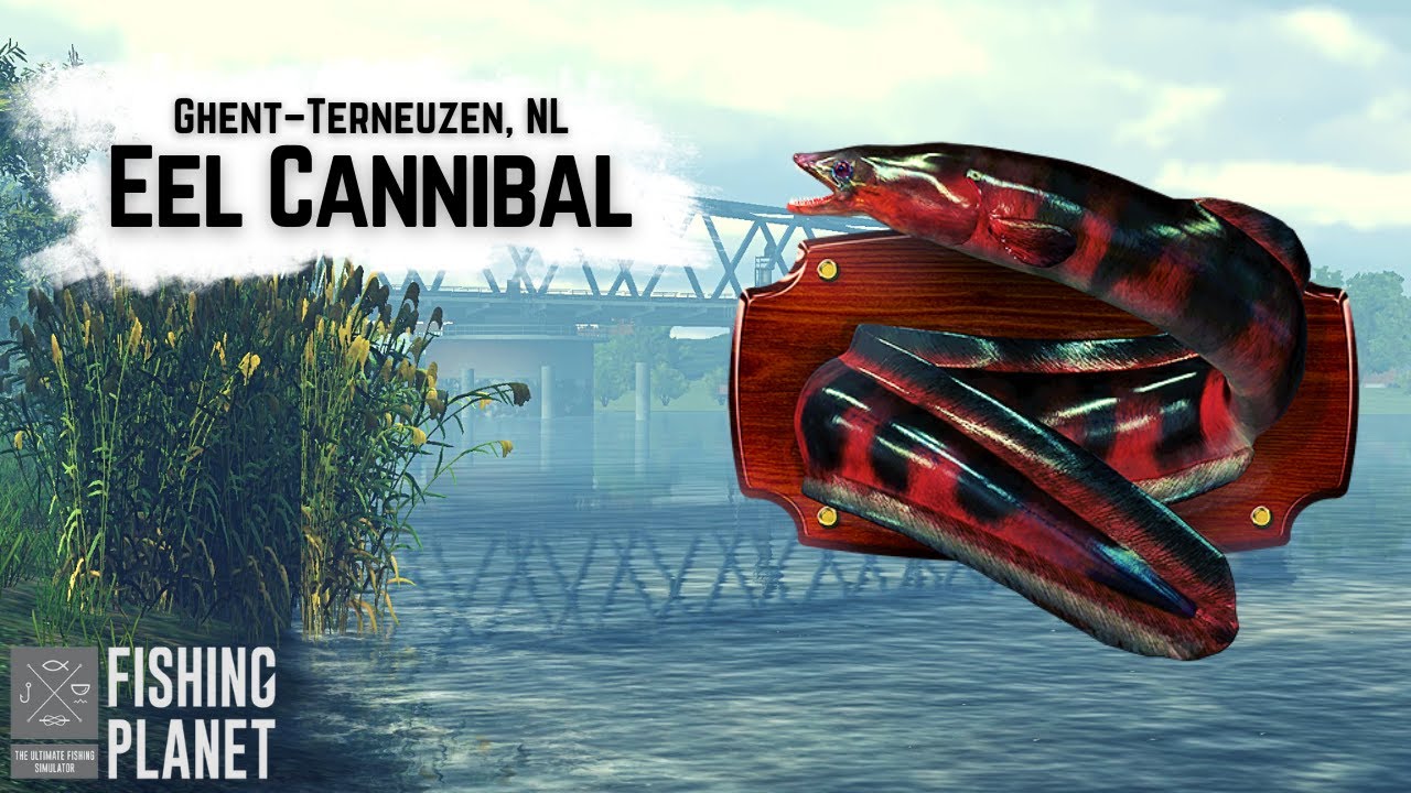 Eel Cannibal Monster Fish at Ghent-Terneuzen Canal, NL - Fishing Planet ...