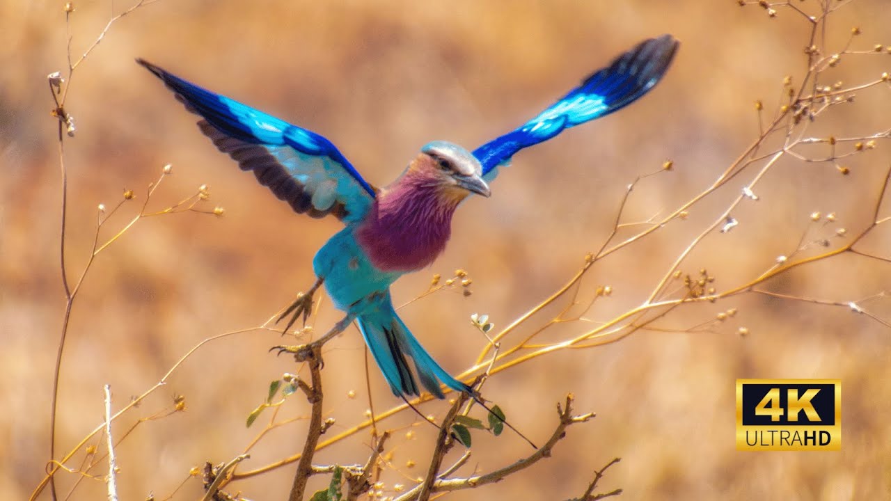 Colorful and Beautiful Birds in 4K Ultra HD - Scenic Relaxation Film ...