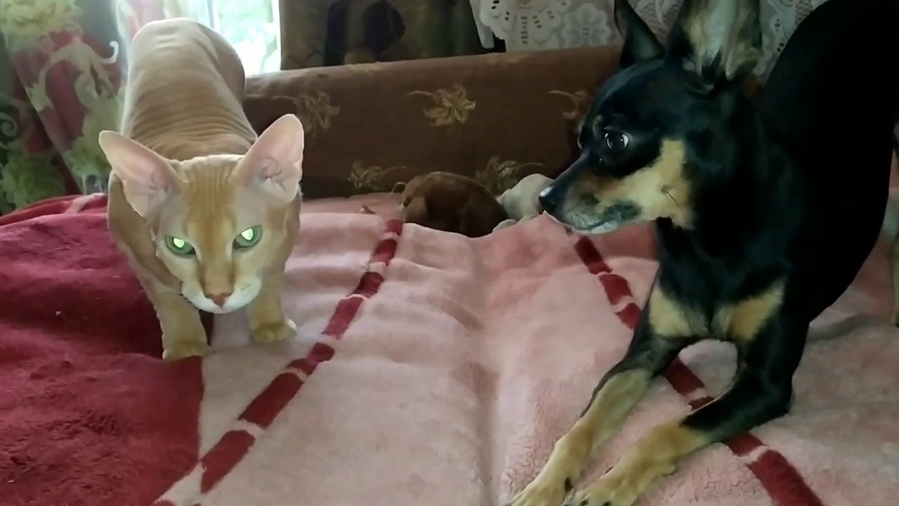 KOTOPES这是一个必须看到的 - YouTube