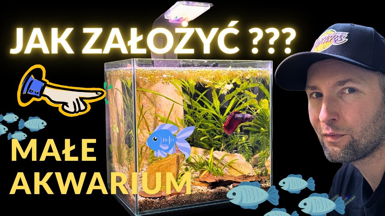 JAK ZAŁOŻYĆ TANIE AKWARIUM DLA BOJOWNIKA | Budżetowa aranżacja ...