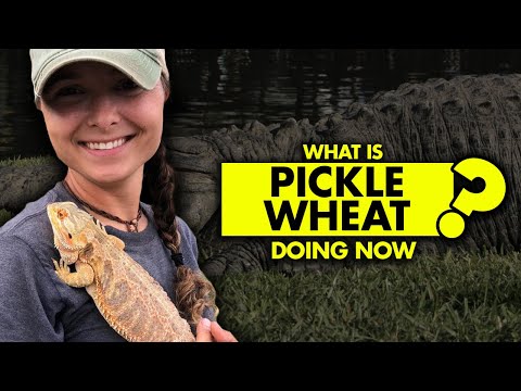 What Does Pickle Wheat Husband Do For A Living