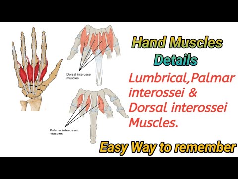 Hand Muscles Anatomy | Lumbricals | Palmar interossei | Dorsal ...