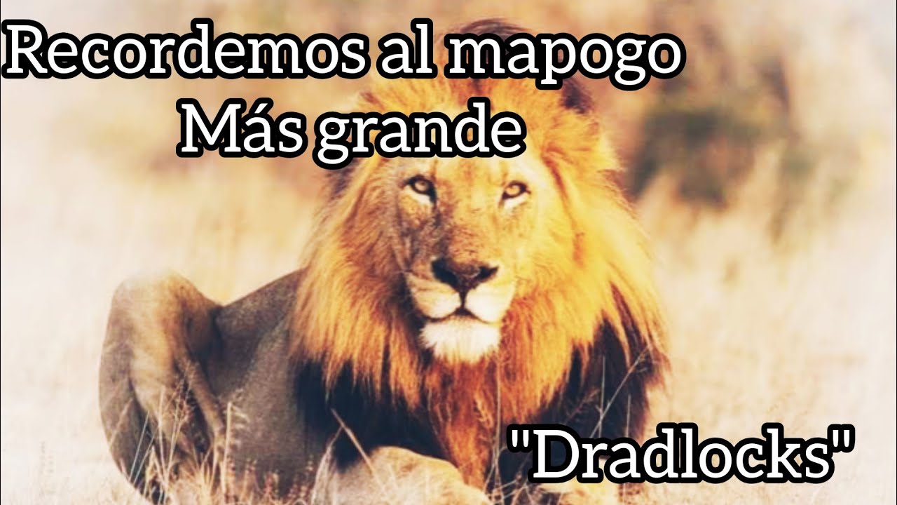 Recordemos al mapogo más grande,"Dreadlocks" (Scar) - YouTube