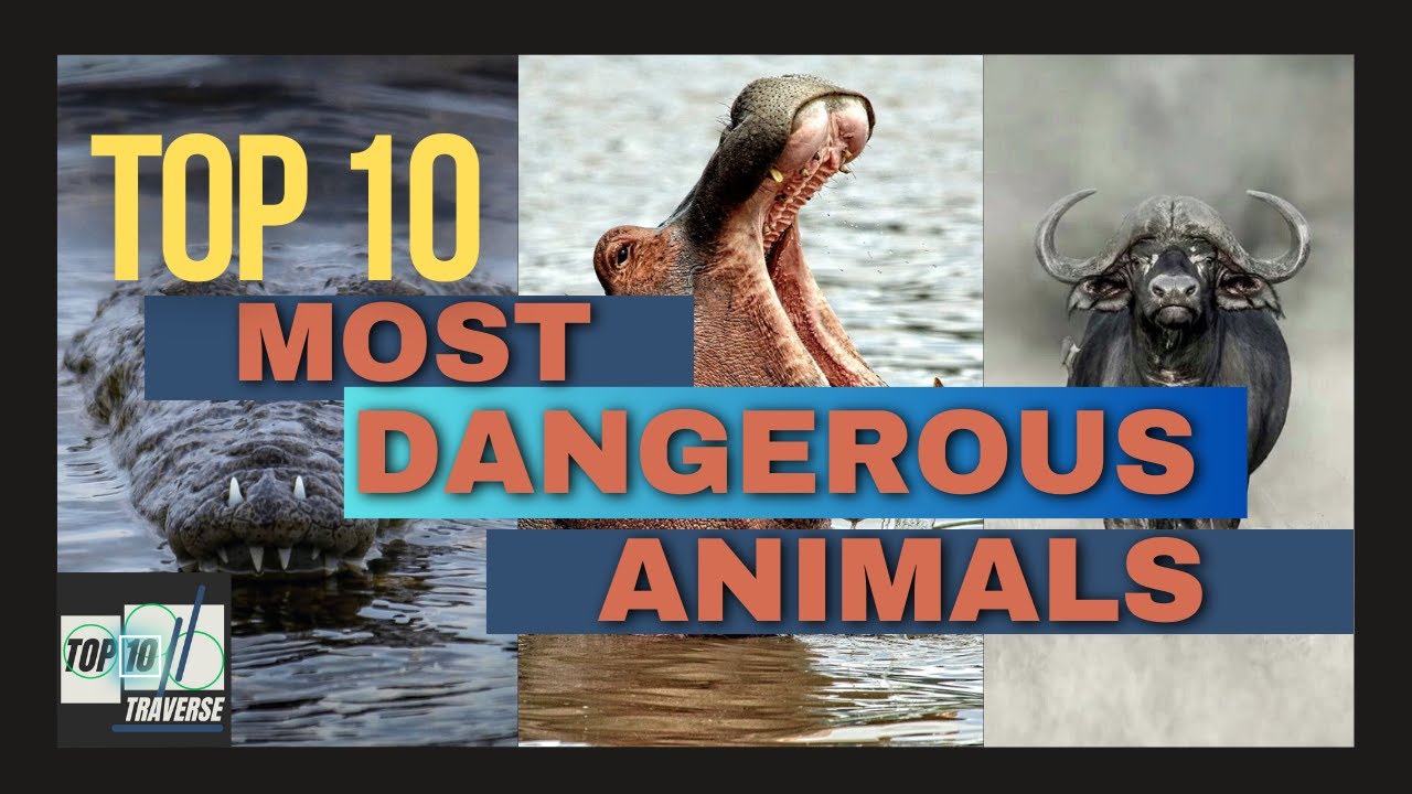 Top 10 MOST DANGEROUS ANIMALS - YouTube