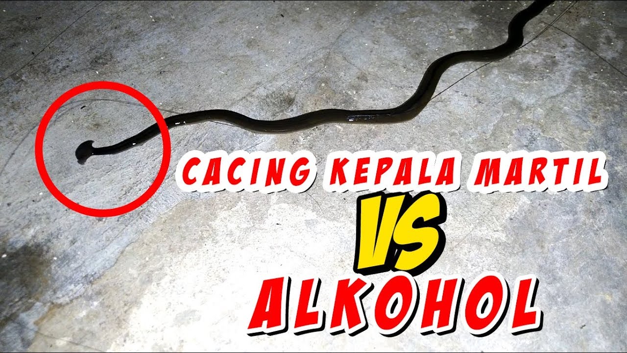 EXPERIMENT CACING KEPALA MARTIL VS ALKOHOL BIKIN MERINDING GES - YouTube