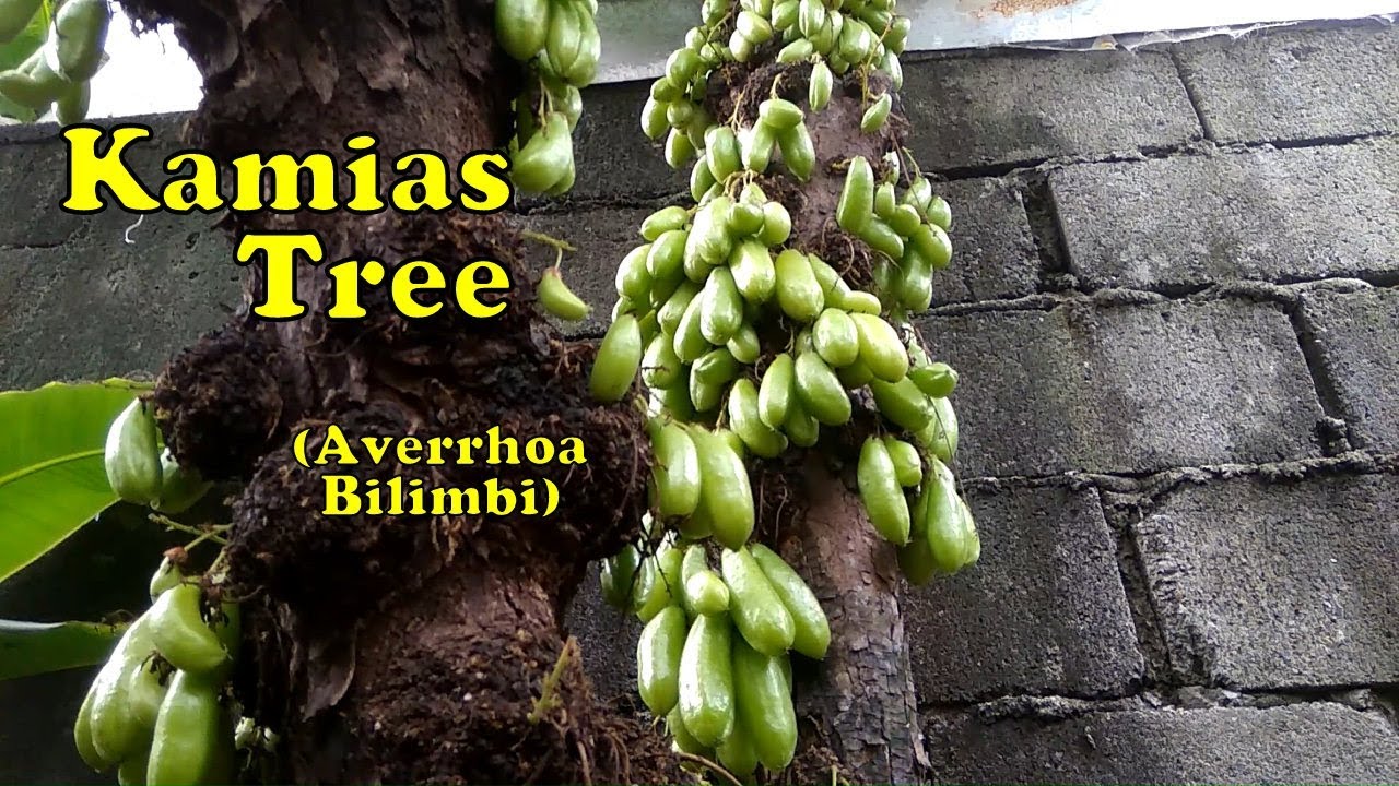 Kamias Tree ( Averrhoa bilimbi ) - YouTube