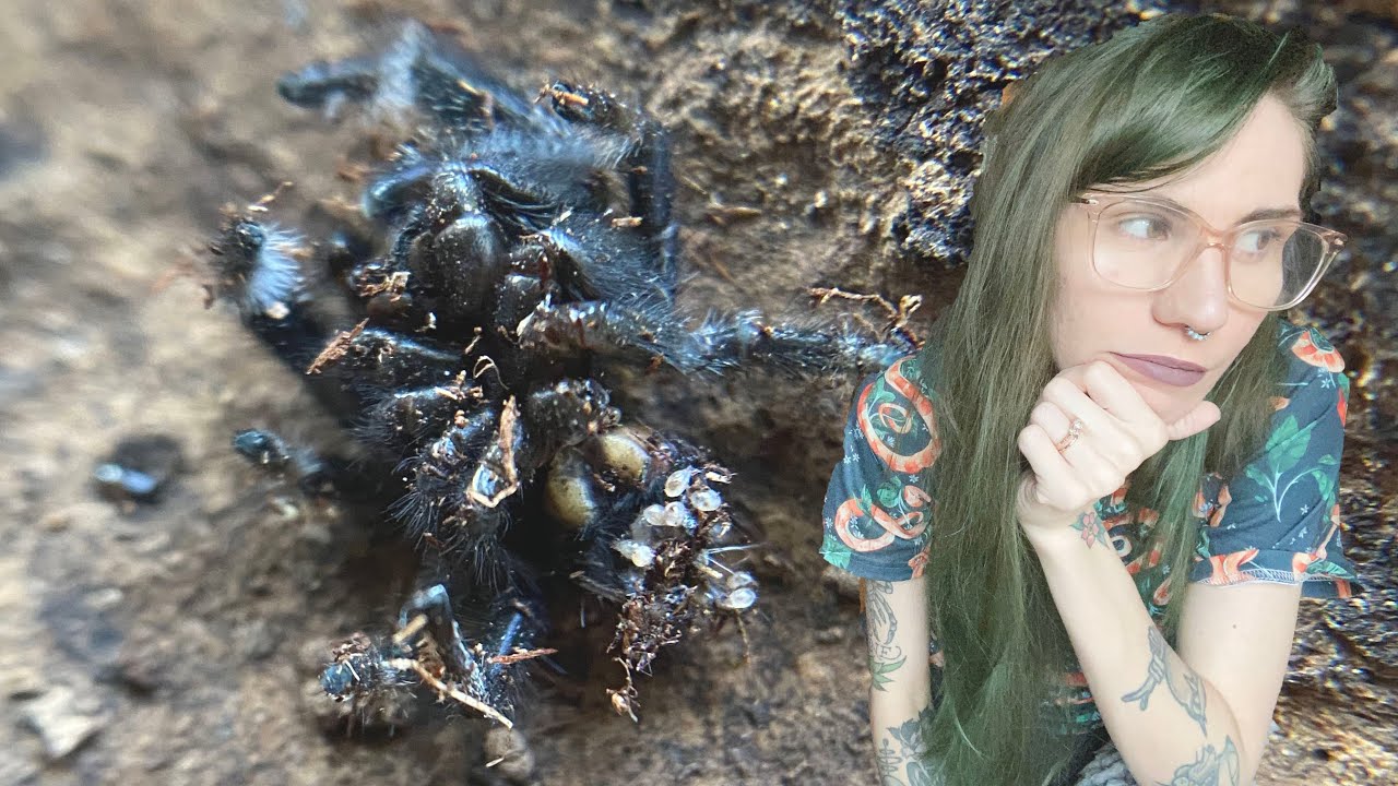 molts and MITES! (tarantula updates) - YouTube