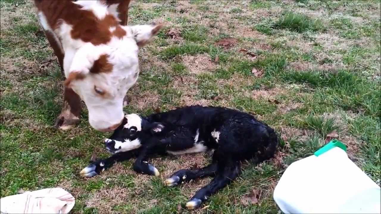 heifer"s first calf - YouTube