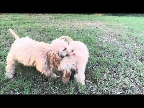 Merle spoodle boy and the ever tolerant Diva - YouTube
