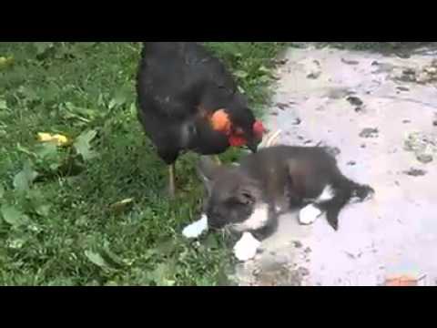 tavuk kediyi kekiyor - komik videolar www.aluminyumcuyuz.com